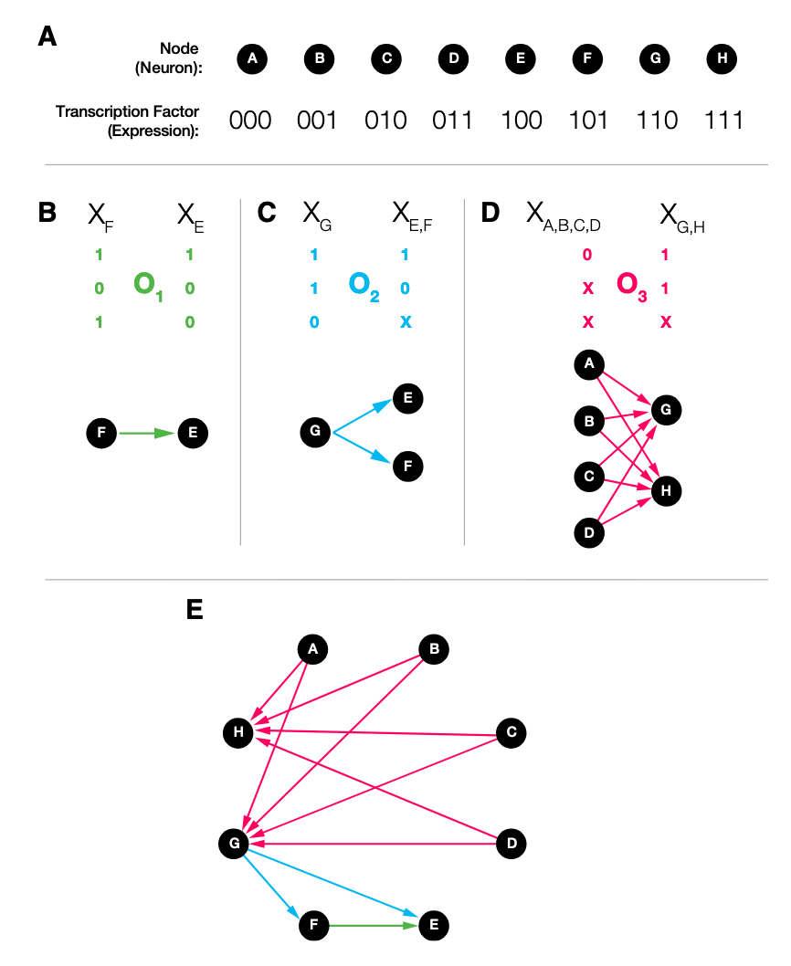 BARABASI LAB · SCIENCE · PROJECT · Brain Networks